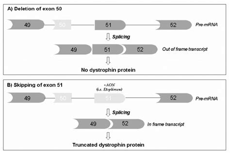 schematic representation of exon skipping in the dmd transcript a in