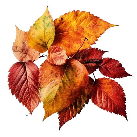 단풍잎 단풍 투명 단풍잎 가을 떨어진 나뭇잎 Png 일러스트 및 이미지 에 대한 무료 다운로드 Pngtree