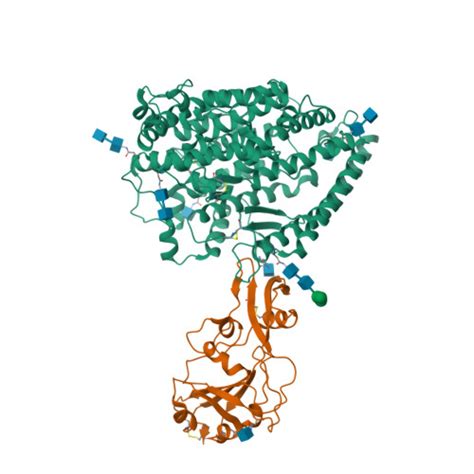 Rcsb Pdb 7wpz Structure Of Pdf 2180 Cov Rbd Binding To Bat37 Ace2