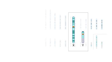 Sex Chromosome