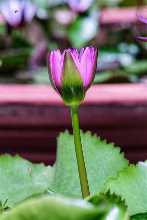 수련 꽃 블 룸 Pixabay의 무료 사진