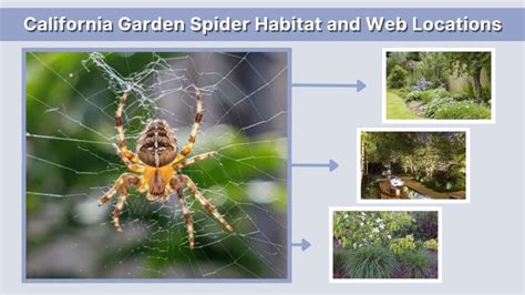 California Garden Spider Identification Types And Facts