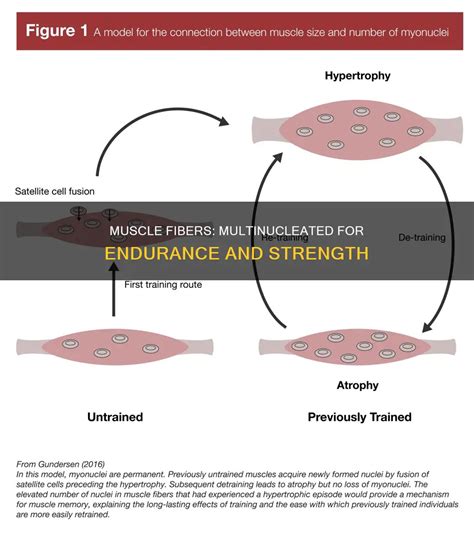 Muscle Fibers Multinucleated For Endurance And Strength Cyvigor