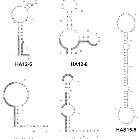 The Secondary Structures Of 4 Rna Aptamer Candidates Selected Against