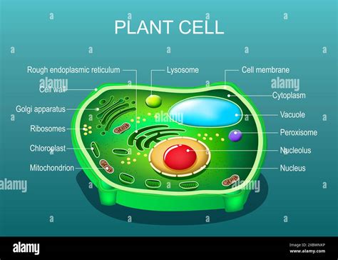 Plant Cell Structure Anatomy Of A Tree Leaf Cell Cross Section Of A
