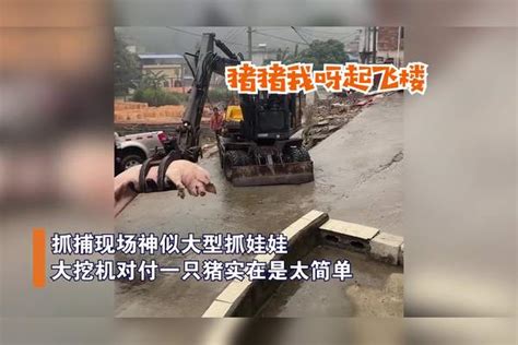 肥猪不甘寂寞逃出猪圈，村民见状硬核抓猪，开出挖掘机轻松拿捏