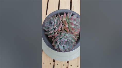 다육 수련 다육이 다육식물 쿠팡 아퀼라스샵 Youtube