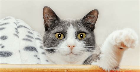 7 Passive Aggressive Ways Cats Show Jealousy Yes Thats A Thing