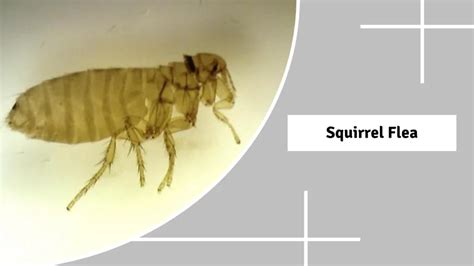 13 Common Types Of Fleas Identification And Hosts