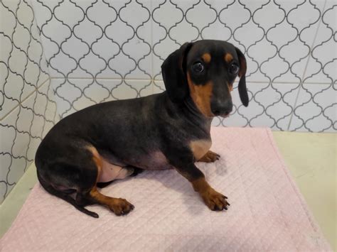 닥스훈트 망고 프렌치불독크기 빠삐용크기 파피용크기 사모예드크기 스피츠크기 시바견크기 시베리안허스키크기 시츄크기 요크셔테리어크기 웰시코기크기 이탈리아그레이하운드크기 치와와크기