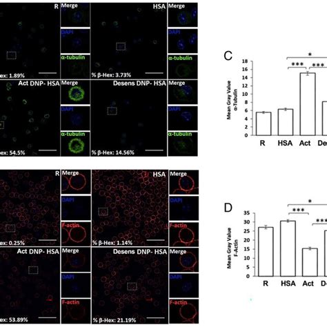 A Tubulin And F Actin Movements Are Halted During Desensitization Of