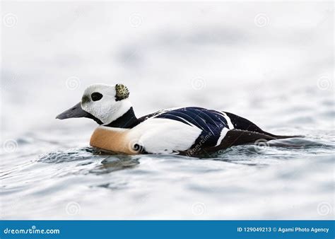 Swimming Male Steller`s Eider Stock Image Image Of Nature Harbor