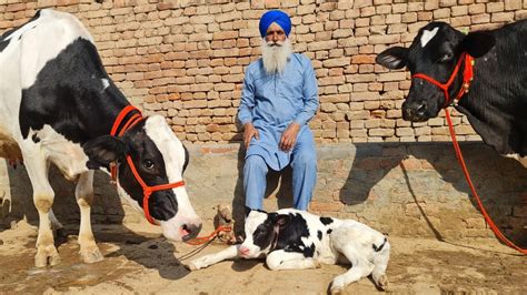 ਇੱਕ ਤਾਜੀ ਸੂਈ 👌👌ਮਗਰ ਵੱਛੀ💥💥ਤਿੰਨ ਗੱਬਣ ਗਾਵਾਂ ਵਿਕਾਉ 👌👌ਘੱਟ ਰੇਟ 😱😱 Bawa Dairy