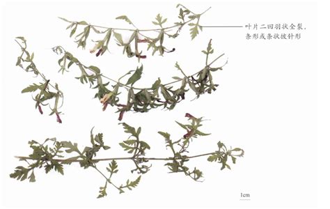 铃茵陈 冷背药材清源图鉴 医学
