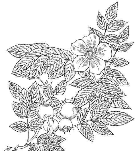 Cveće Bojanka 🌷🌻 Pepe