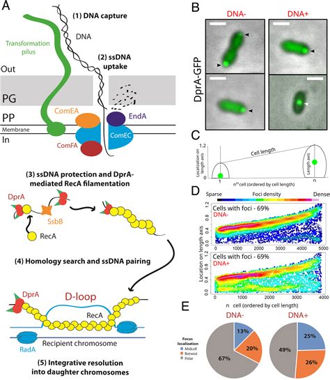 Genetic Recombination In Bacteria