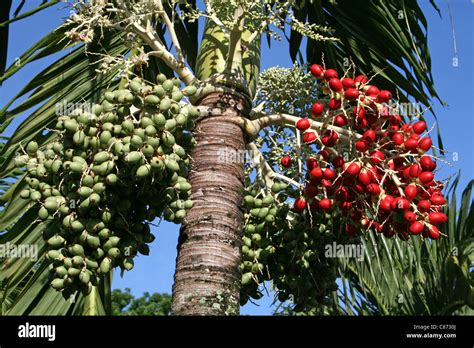 Areca Nut Plant