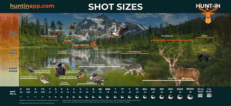 Shotgun Pellet Size Explained
