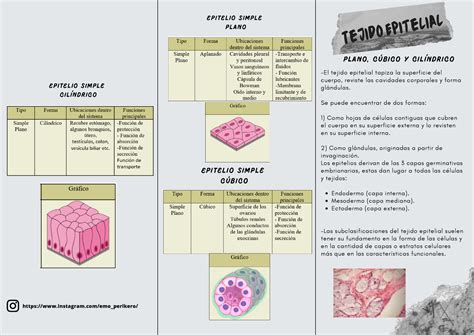 Folleto Tejido Epitelial Endodermo Capa Interna Mesodermo Capa