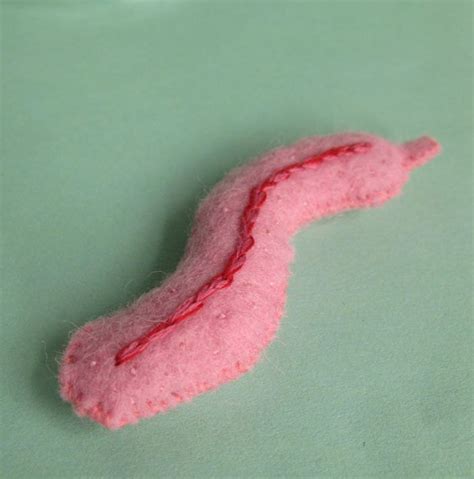 Appendix In A Jar Anatomical Specimen