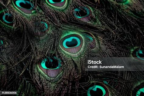 아름답고 화려한 공작 새 깃털 원활한 추상 패턴 질감 디자인 자연 배경 벽지 배경 공작 깃털에 대한 스톡 사진 및 기타 이미지 공작 깃털 깃털 밝은 색상 Istock
