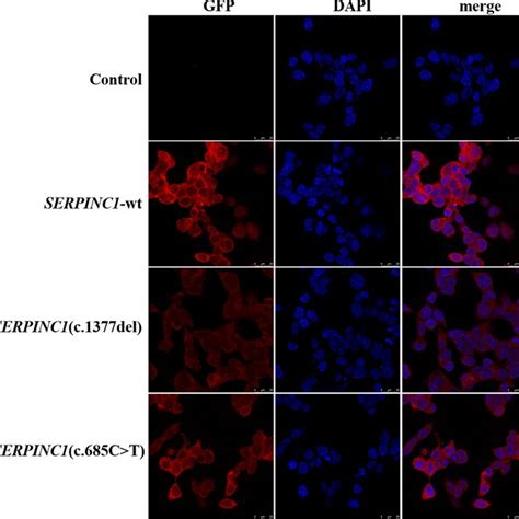Immunofluorescence Was Used To Detect The Localization Of At Protein In Download Scientific