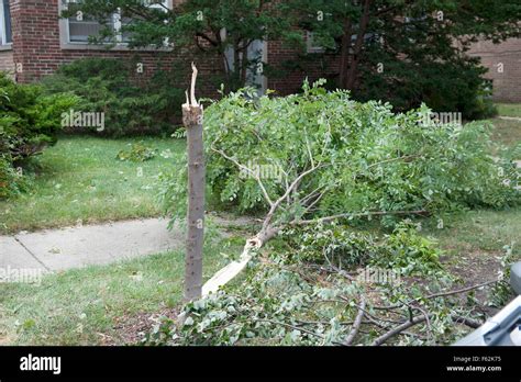 Broken Tree Outdoors Stock Photo Alamy