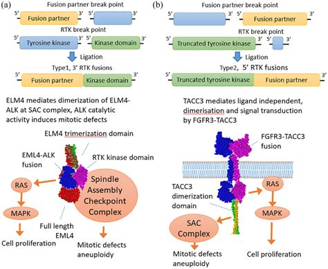 Structure And Functions Of The Tyrosine Kinase Gene Fusions Of The Download Scientific Diagram