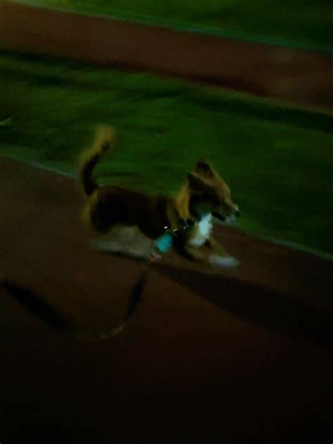 유기견에서 반려견으로 가는 과정 유기견 유기견입양 반려견 강아지 런닝 Youtube