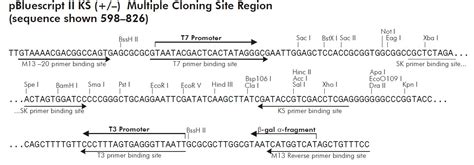 Pbluescript Ii Sk 载体价格 详情介绍 960化工网 960化工网