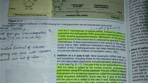 Post Transcriptional Modification Part 2 Genetics Biochemistry