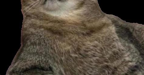 Mr Paté Album On Imgur