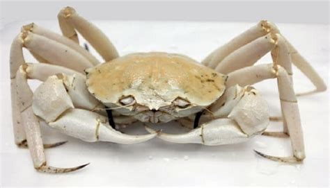 Cua Pha Lê Giá Bao Nhiêu 1kg Mua Bán ở đâu Tại Hà Nội Tp Hcm