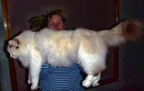 Рэгдолл кошка на руках картинки и фото Koshka Top