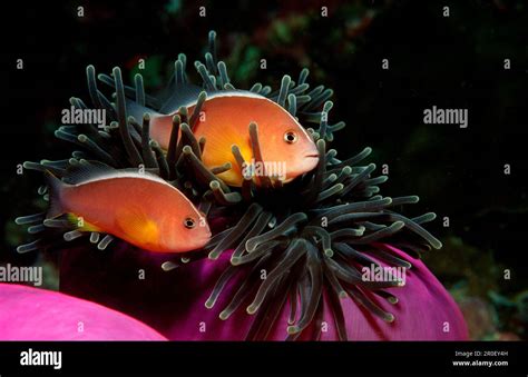 Skunk Anemonefish Amphiprion Dandaracinos Indonesia Raja Ampat