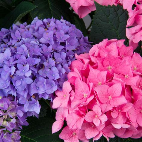 Plant Of The Week Lets Dance® Rhythmic Blue® Reblooming Hydrangea