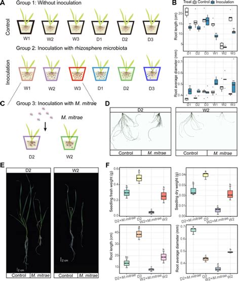 Microbiome 西北农林科技大学研究揭示植物驯化塑造小麦根际微生物组组装和代谢功能！ 知乎