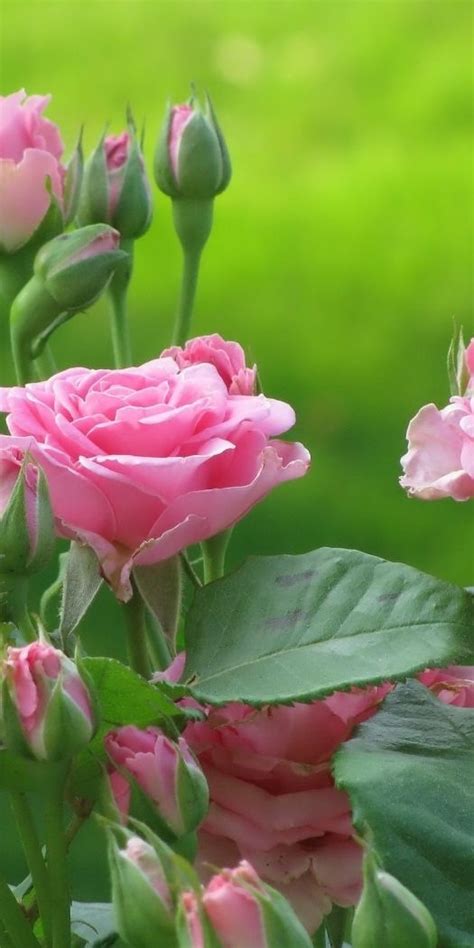 Завантажити шпалери на робочий стіл ПК Рослини Квіти Рози безкоштовно 26603