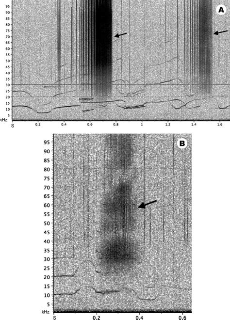7 Spectrogram Of Burst Sounds A Burst Sounds Emitted Continuously To Download Scientific