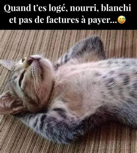 Humour Chat Blague Animaux Humour Animaux Humour Chats