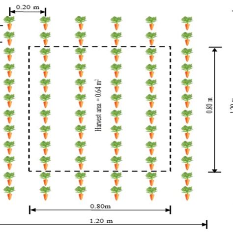 Detail Of The Experimental Plot Of Monocropped Carrot Download Scientific Diagram