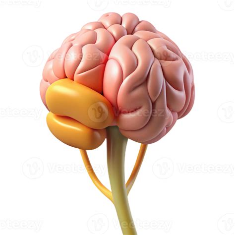 3d Brain Stem Illustration 54718147 Png