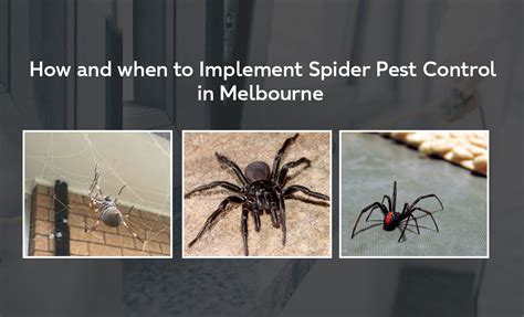 how and when to plan spider pest control in melbourne construction how