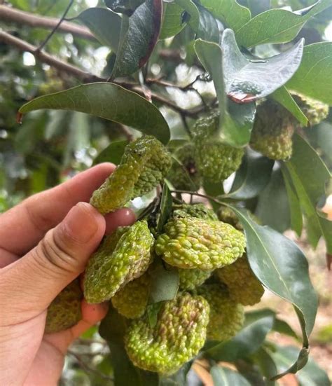 头一次见荔枝压缩包 压力山大荔走红 中华网
