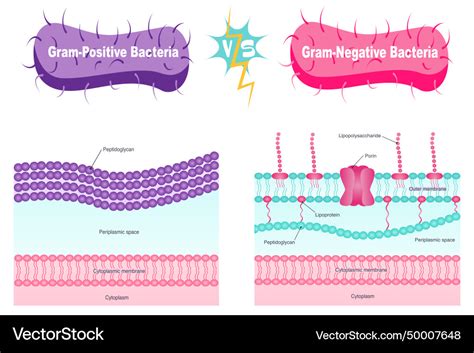 Gram Positive Vs Gram Negative Royalty Free Vector Image