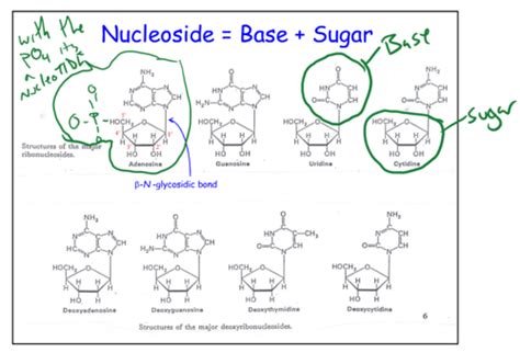 Phosphate Ribose Deoxyribose Purine Pyrimidine