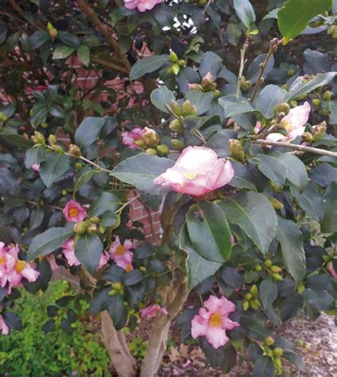 What Should I Prune When And Why Pittsburg Gazette