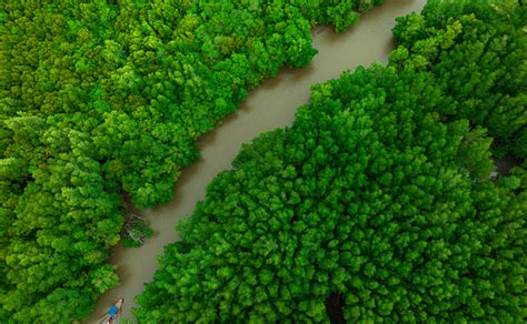 짙은 녹색 숲과 강의 공중 전망 열대 우림의 풍부한 자연 생태계 자연림 보존의 개념 Tropic Of Capricorn에 대한 스톡 사진 및 기타 이미지 Tropic