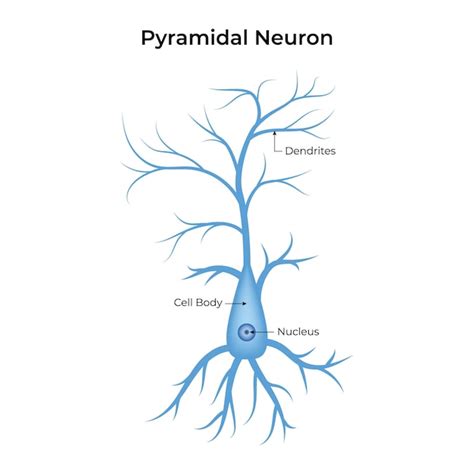 Premium Vector Pyramidal Neuron Vector Illustration