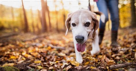 아름다운 가을 숲에서 산책하는 개와 함께 알아볼 수 없는 활동적인 노인 여성 사진 Unsplash의 개 이미지
